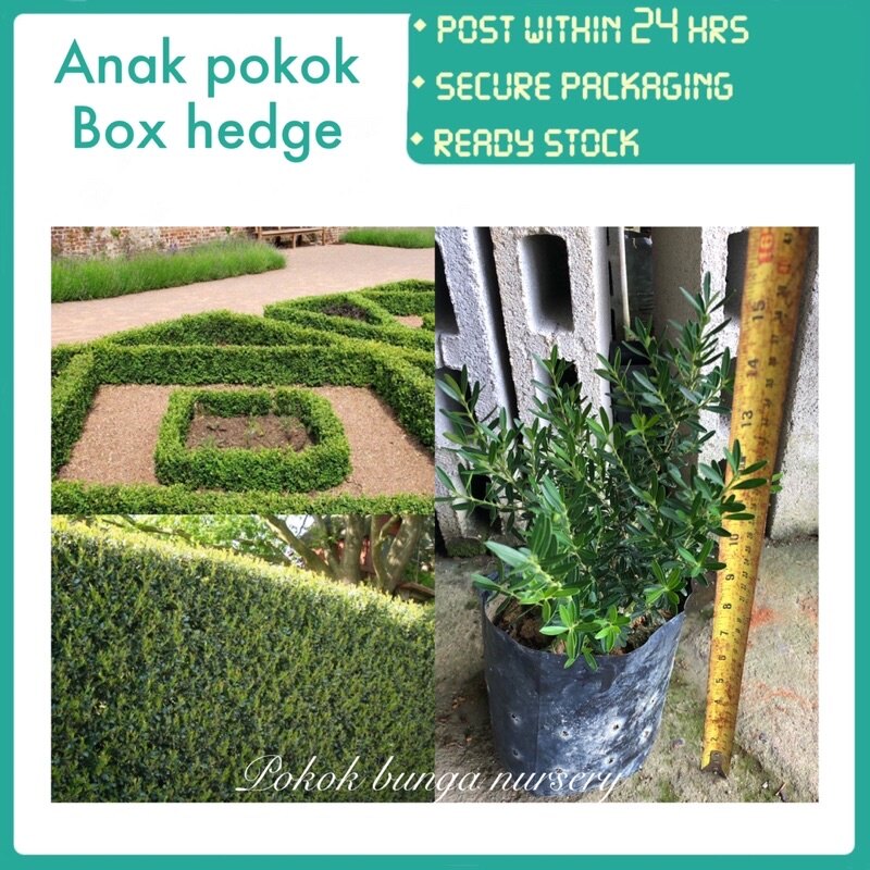 PBN - box hedge - anak pokok bunga nursery buxus sempervirens common ...