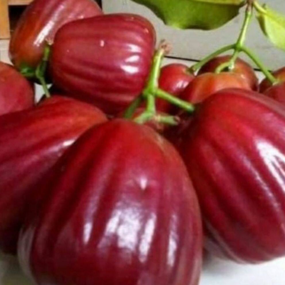 ANAK JAMBU MADU THAILAND ROSE (BUAH BESAR) | Lazada