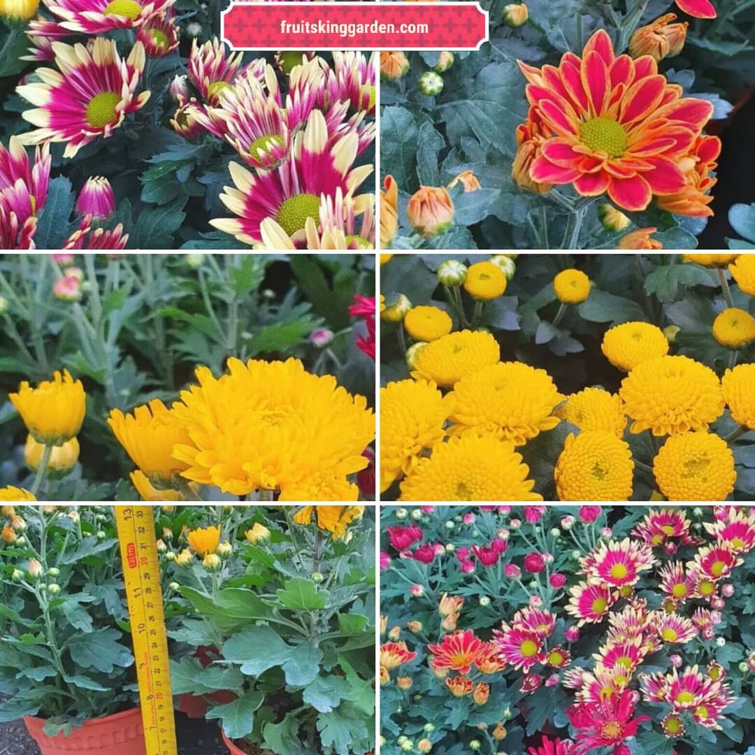 Anak Pokok Chrysanthemum Series/ Pokok Bunga Kekwa | Lazada