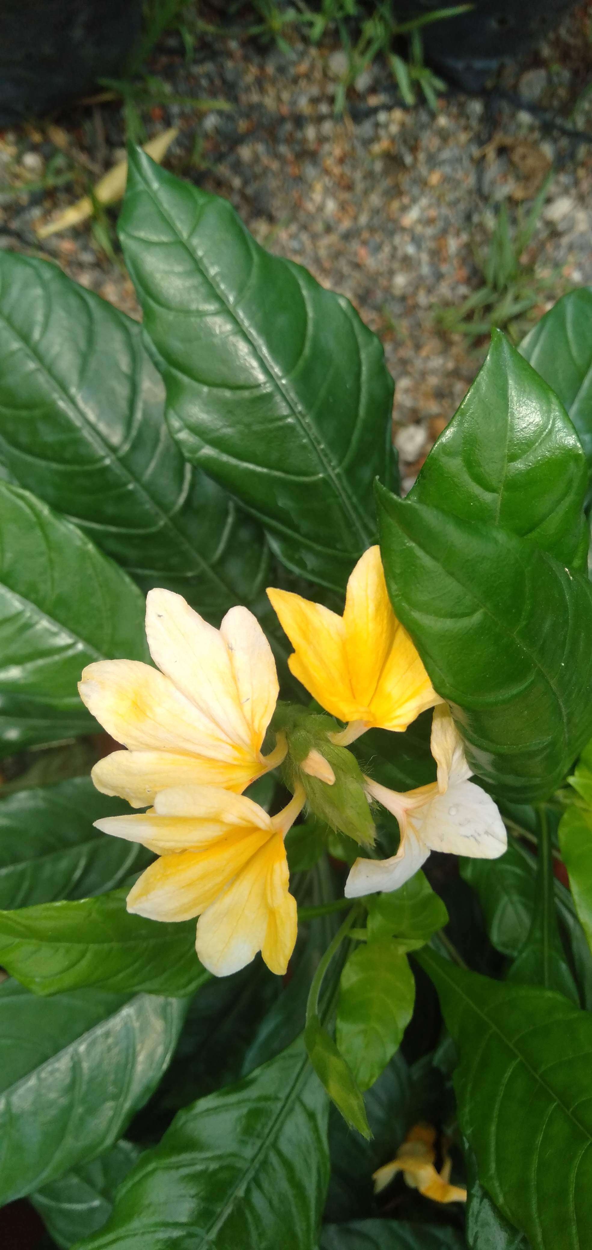 MM- crossandra yellow flower- Pokok bunga krosandra Bunga Kuning Anak ...