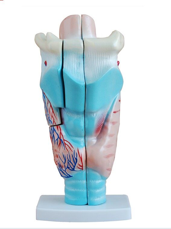 Human Larynx Anatomical Model / Throat Anatomy Model / 3 Times ...