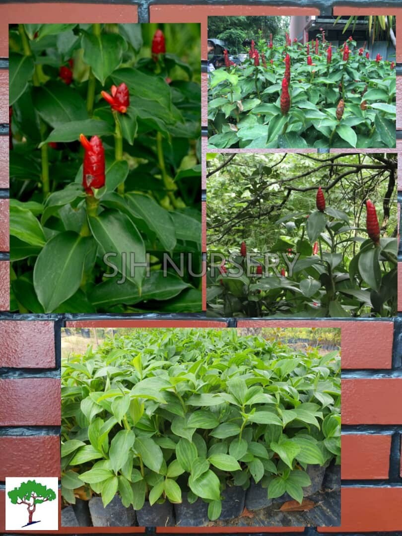 SJH - Anak Pokok Costus woodsonii / Costus plant [Real Plant/Live Plant/Bunga Hidup] | Lazada