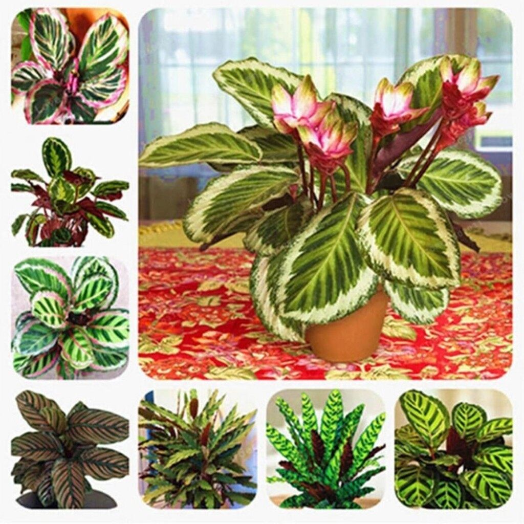 20Pcs Garden Balcony Beautiful Bonsai Plants Calathea Seeds （นี่มัน ...