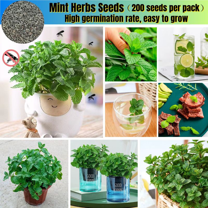 [Easy To Grow In Malaysia] Edible Rare Mint Peppermint Herbs Seeds ...