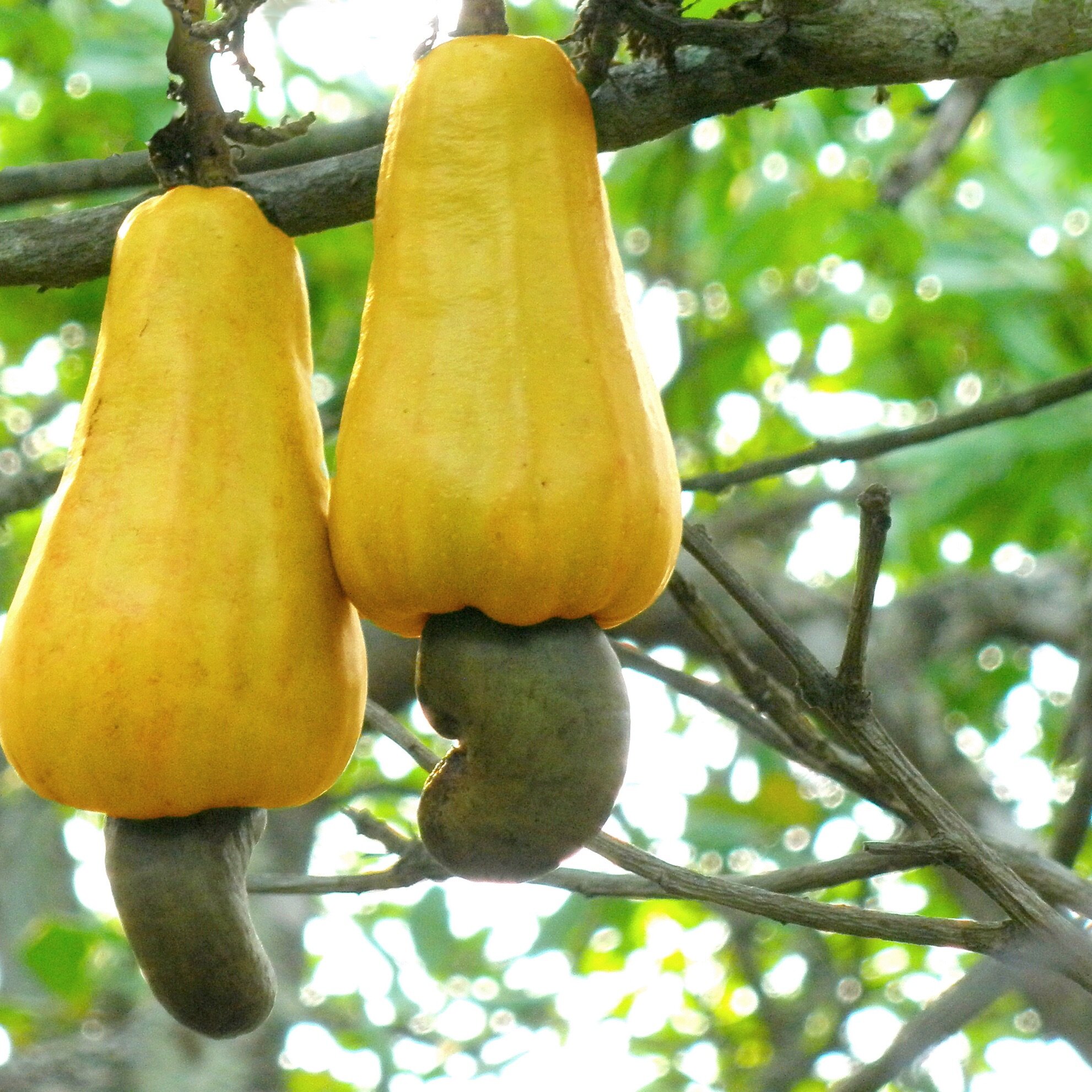 Pokok gajus buah kuning | Lazada