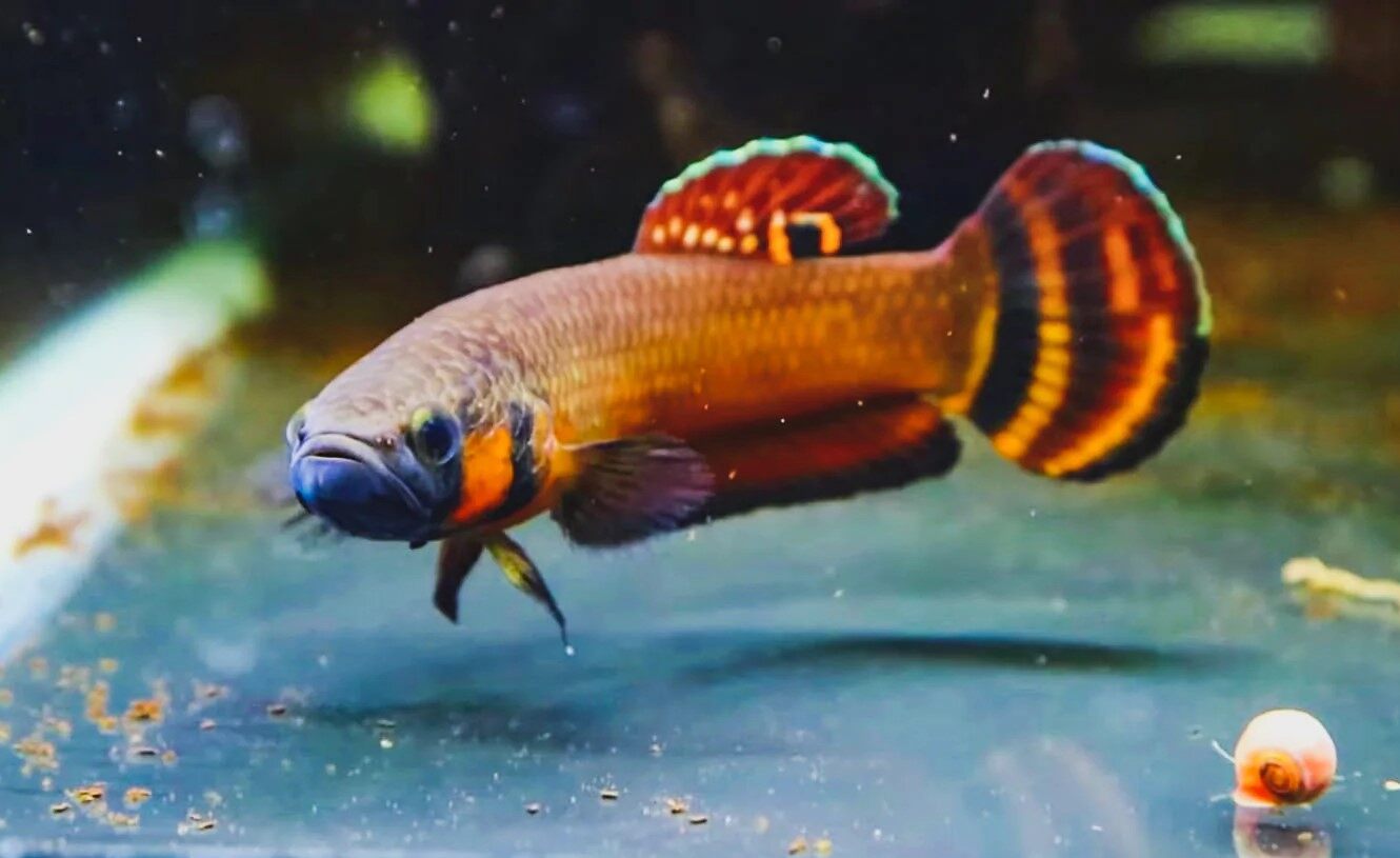 【Su's Aquatic】WILD BETTA MACROSTOMA - 文莱红战狗【PAIR】 | Lazada