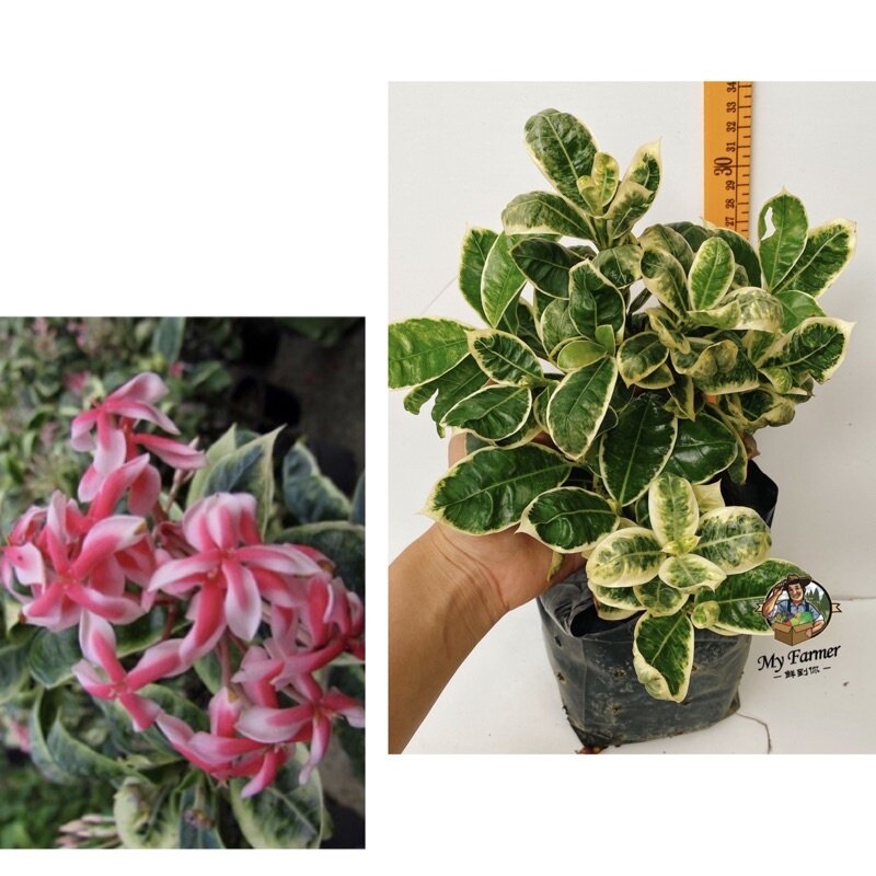 🌿🌸 ixora chinensis variegated🌿🌸 | Lazada