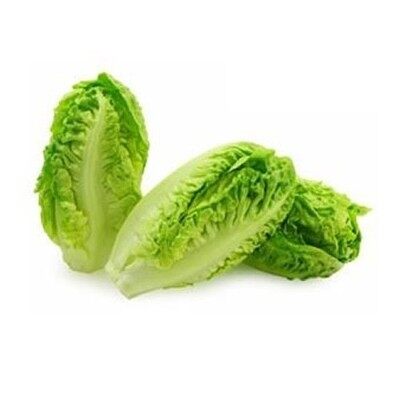YAU MAK / ROMAINE LETTUCE / 金马伦油麦胆 | Lazada