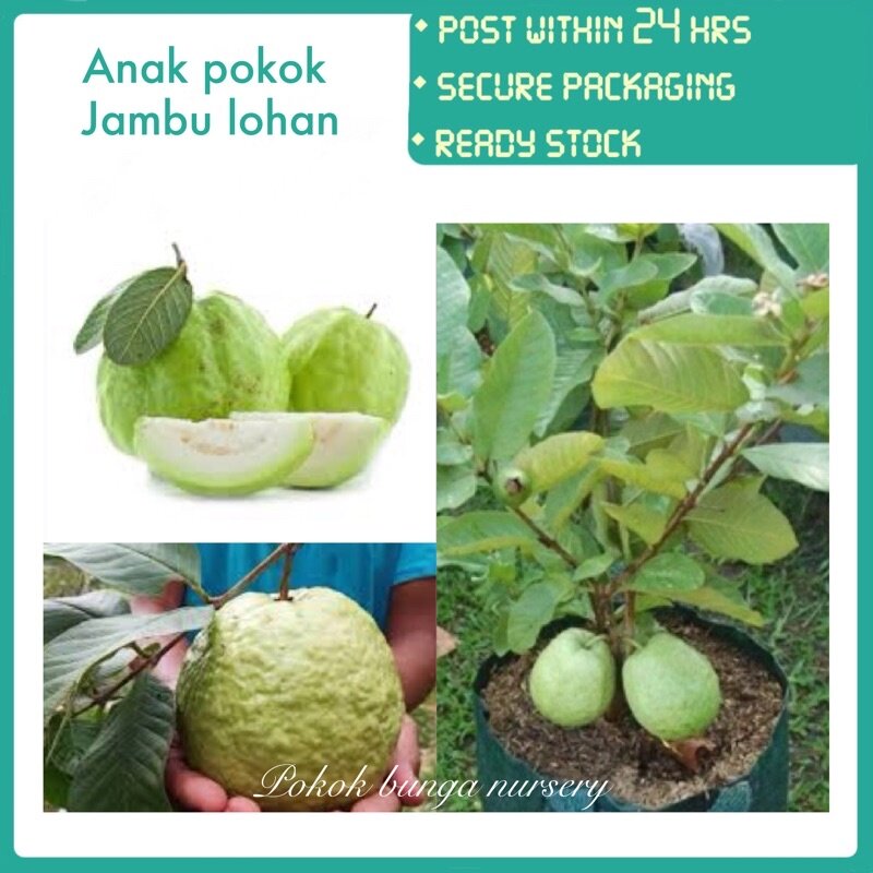PBN - anak pokok jambu lohan - pokok bunga nursery guava cepat rajin ...