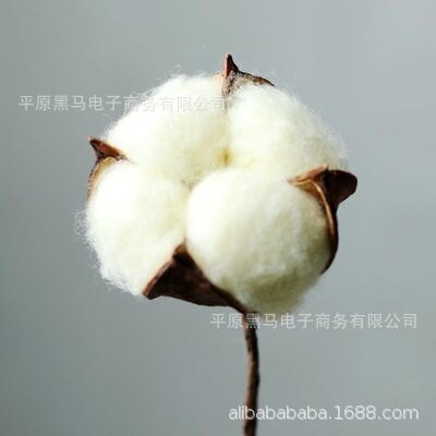 Dry Cotton Flower Bunga Kapas Kering | Lazada