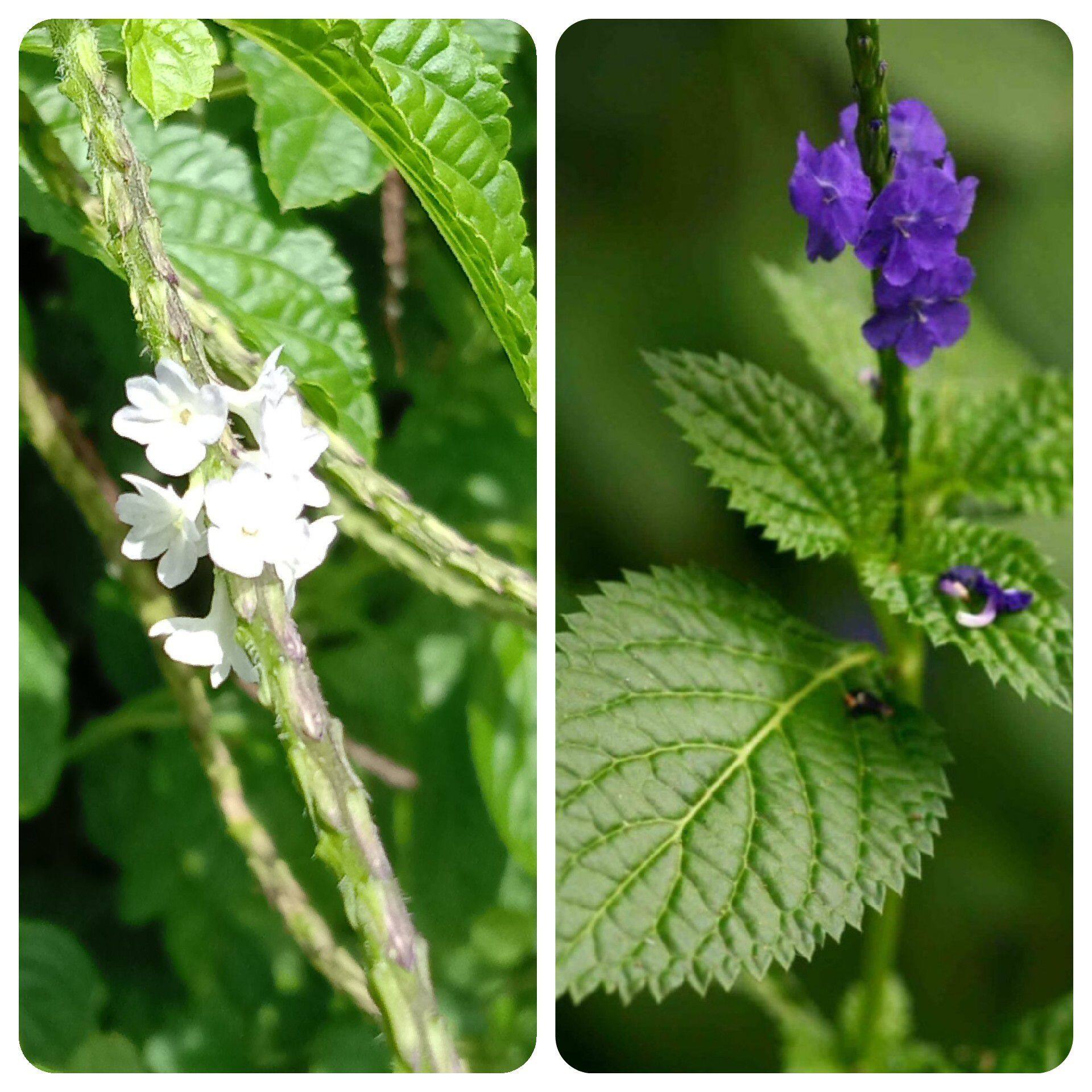 Pokok Herba Jolok Cacing/Pokok Ekor Ular | Lazada