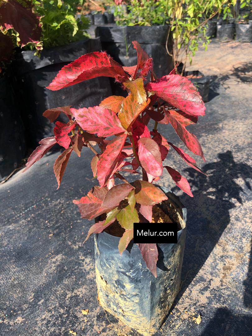 MDC- Acalypha Wilkesiana Red live plant / Pokok Ekor Kucing Merah (Daun ...