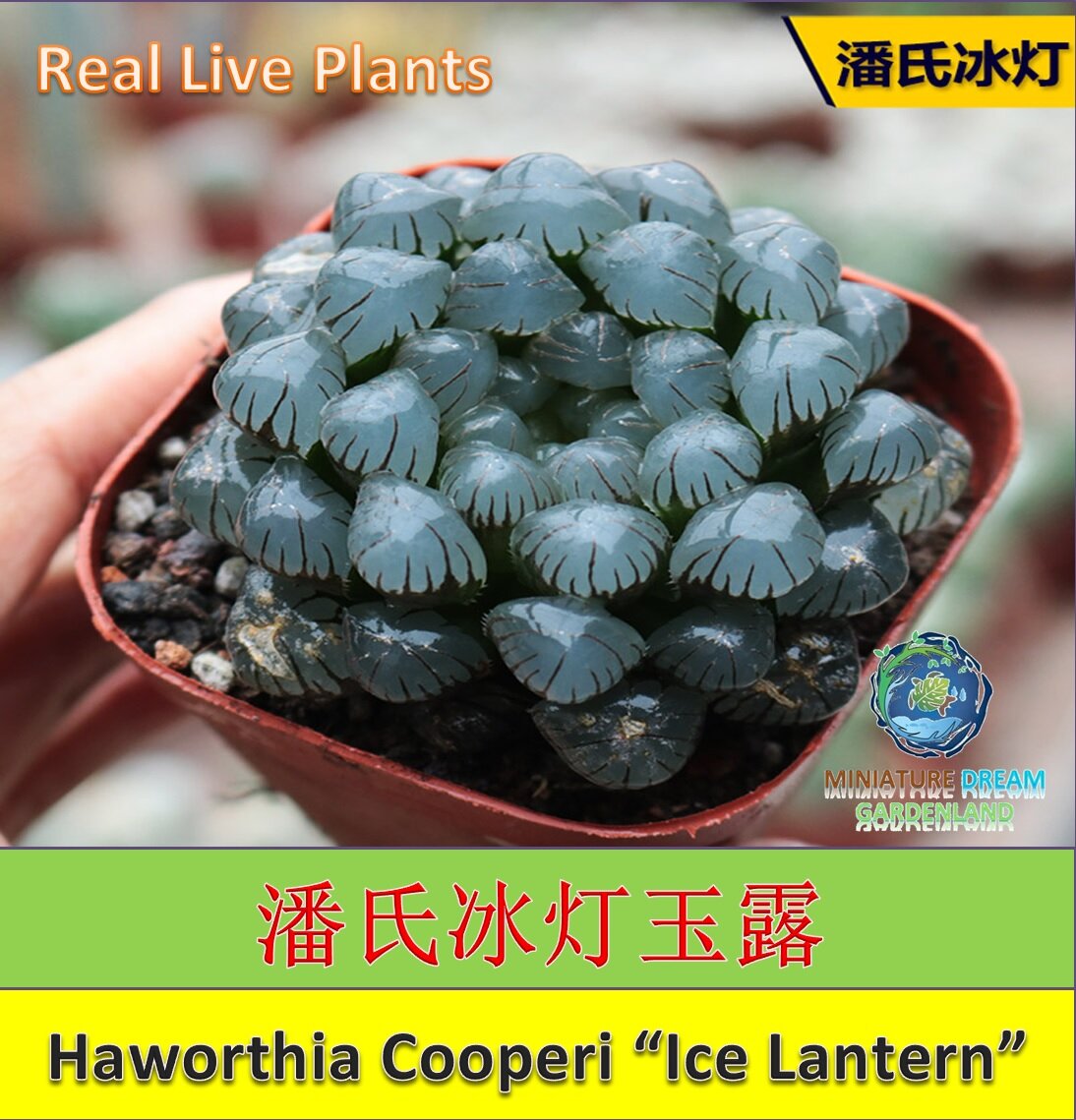 【Ready Stock/现货】Real Live Succulents Haworthia Cooperi “Ice Lantern ...