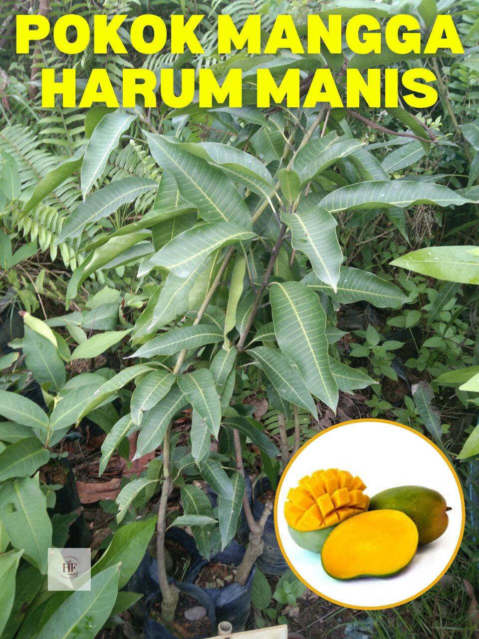 Pokok Mangga Harum Manis Hybrid Viral Perlis Buah Manis Lebat | Lazada