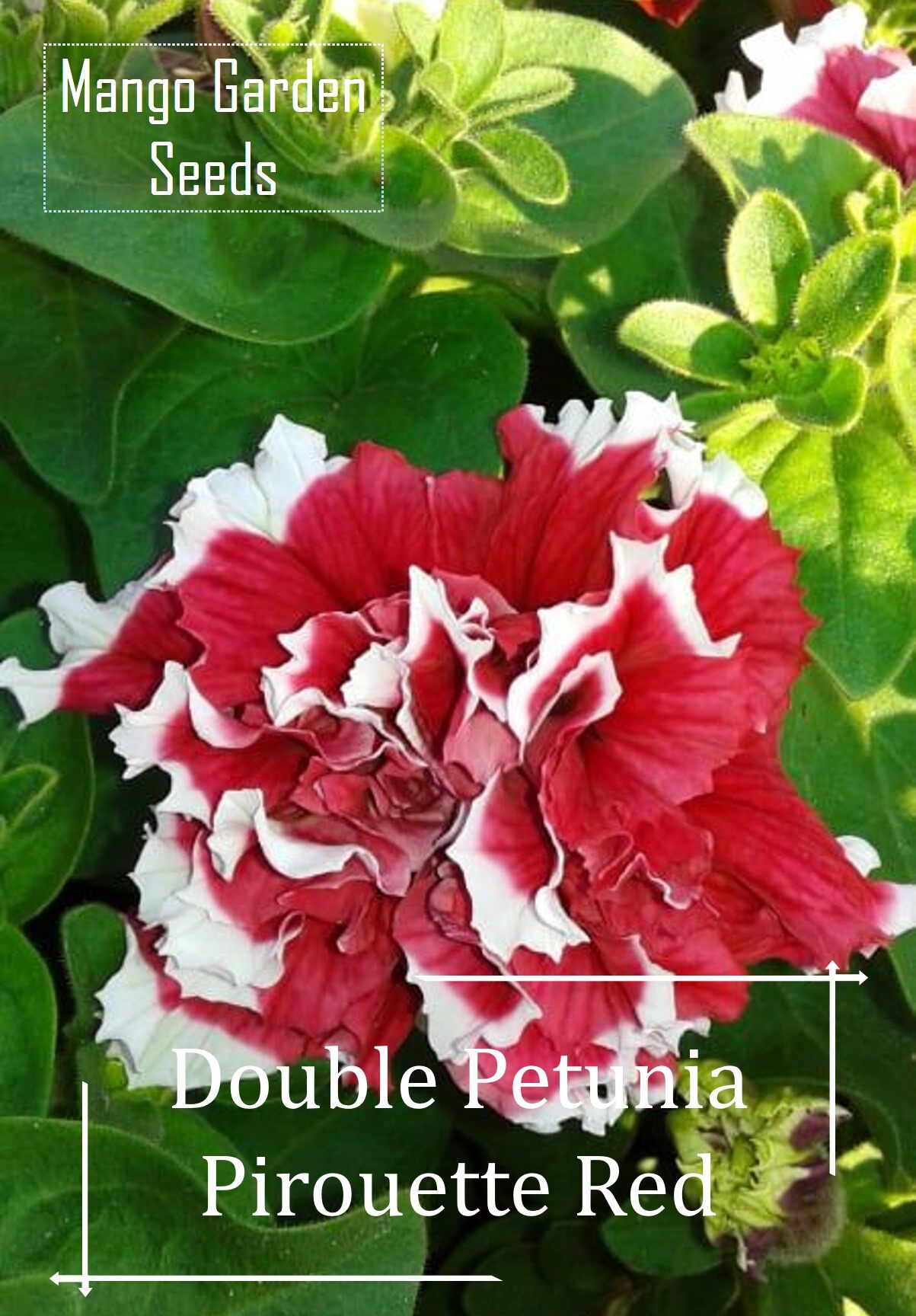 Pirouette Red Double Petunia Seeds - 15 Seed *Pot Friendly* Tanam Pasu ...