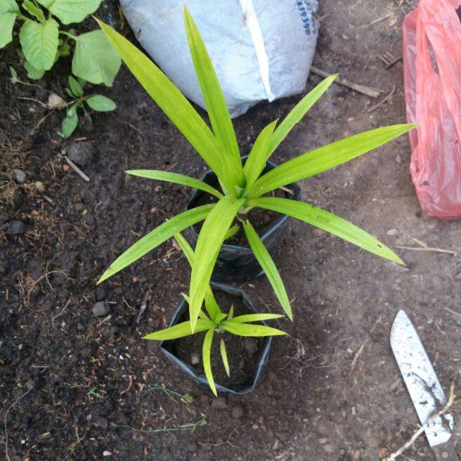 Anak Pokok Pandan (Pandanus amarylilfolius) | Lazada