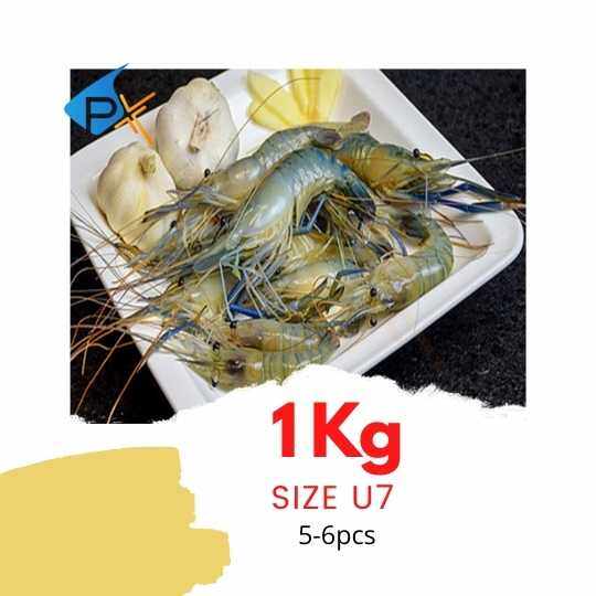 Scampi Prawn U7 生虾 | Lazada