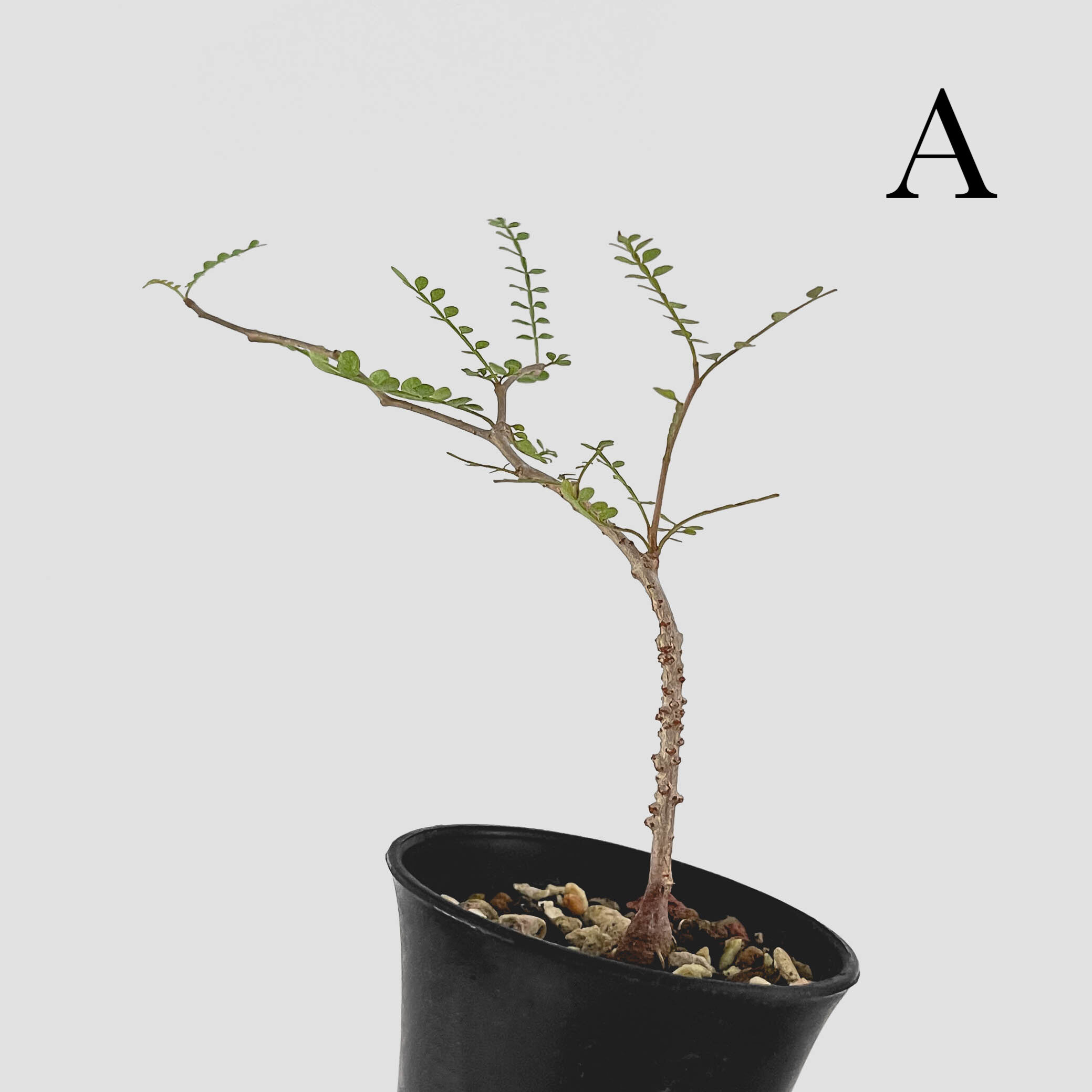 zac.culent - Operculicarya pachypus (Seedling) 象足漆树 (Caudex Succulent) | Lazada