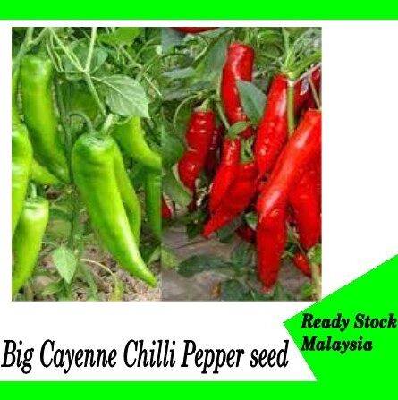 Big Cayenne Chilli Pepper seed Biji Benih Chili Besar Sayur 牛角辣椒 | Lazada