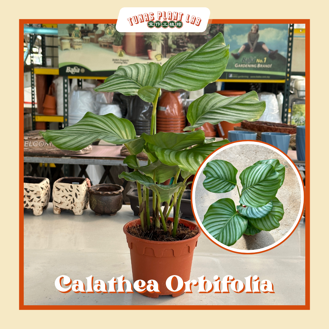 TPL - Tunas Plant Lab - Calathea Orbifolia - 青苹果竹芋 - REAL LIVE PLANT ...