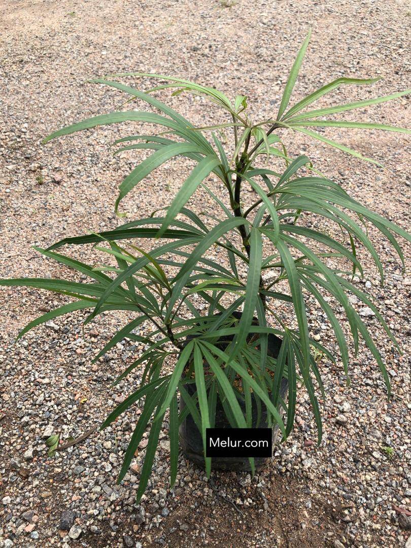 MDC- Osmoxylon Green plant / Anak Pokok Osmoxylon Hijau / pokok ...