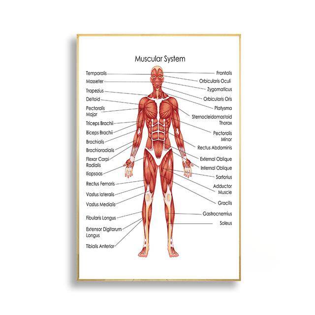 Home Decoration Skull Muscle System Posters Canvas Skeleton Educational ...