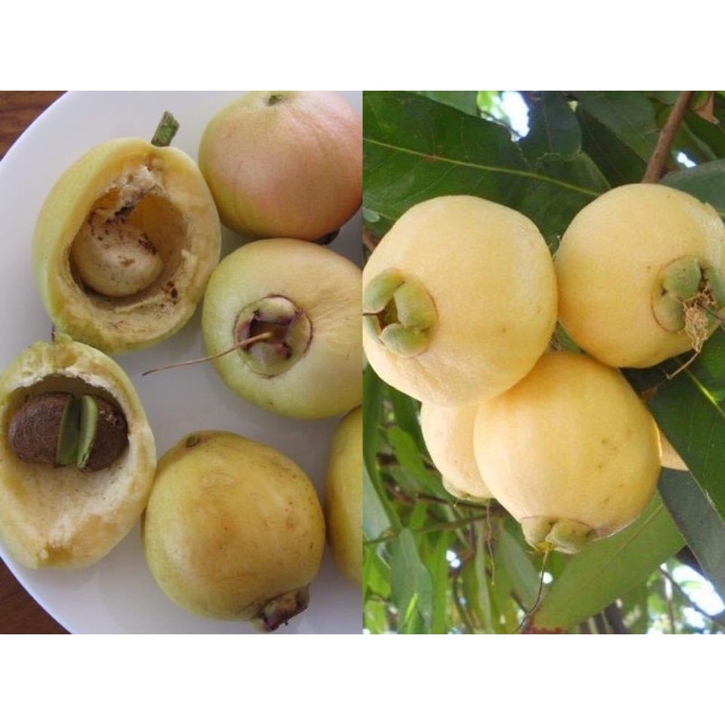 Pokok Jambu Mawar Kuning Real Plant Anak Pokok hotselling indoor ...