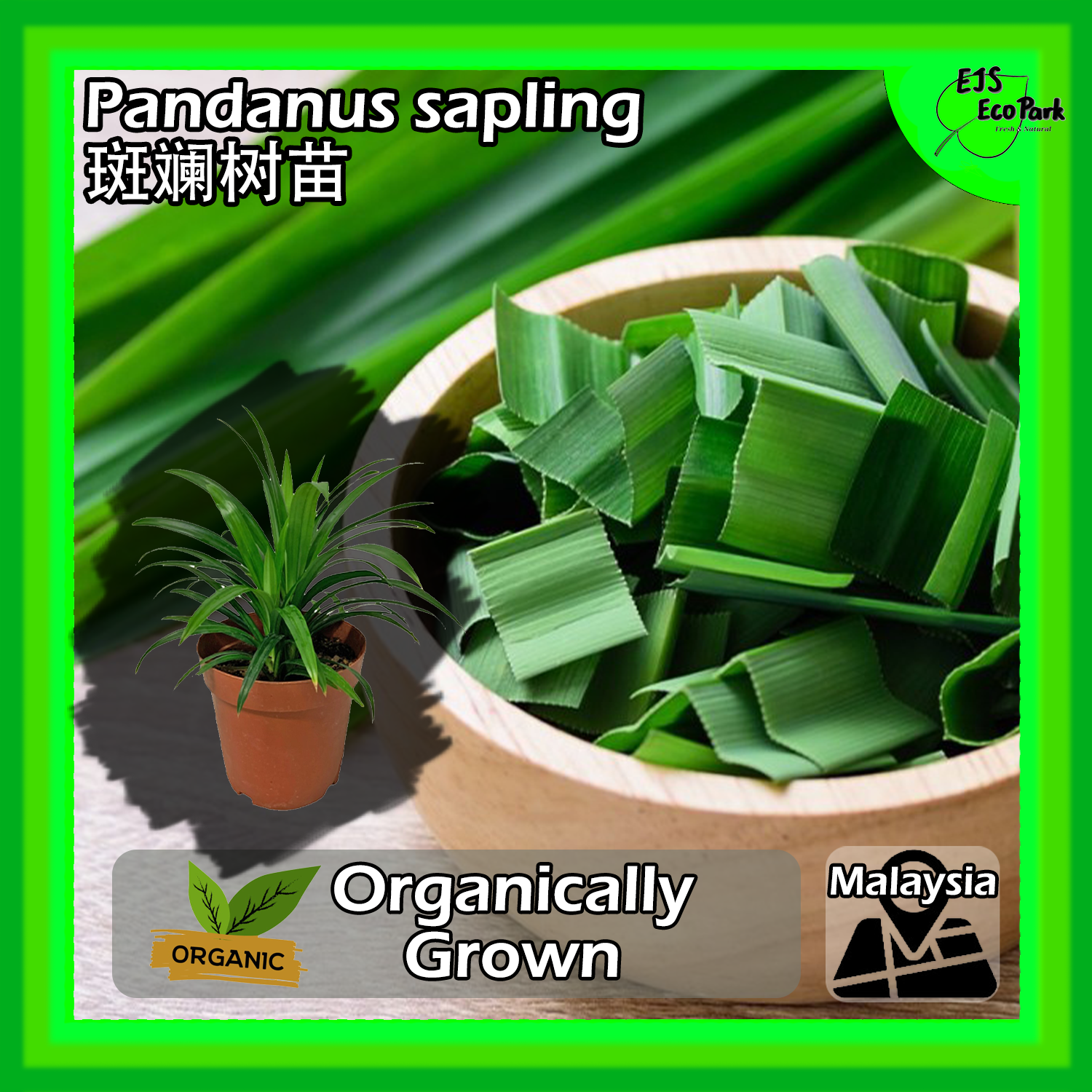 EJS Pandanus 香叶斑斓树苗 Anak Pokok Daun Pandan Wangi besar Siap Akar Potong ...