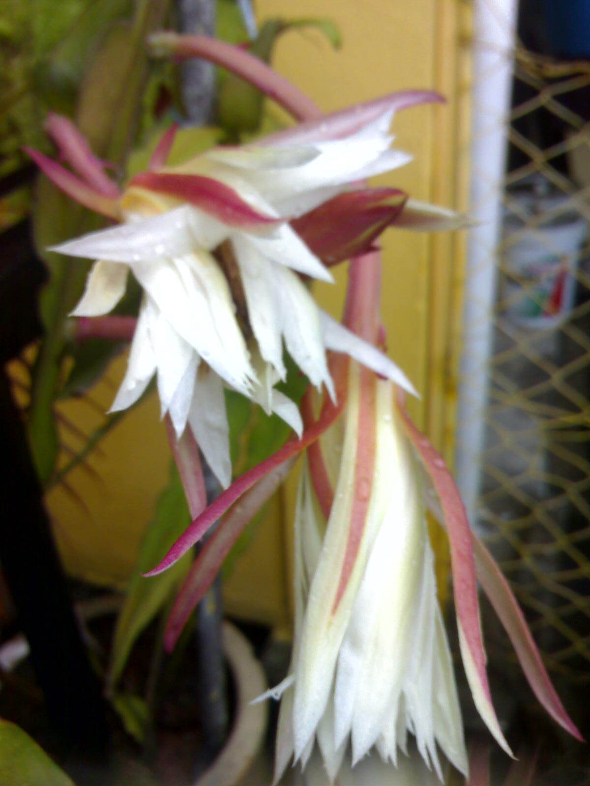 MDC- Epiphyllum oxypetalum queen of the night plant sapling /bakavali ...