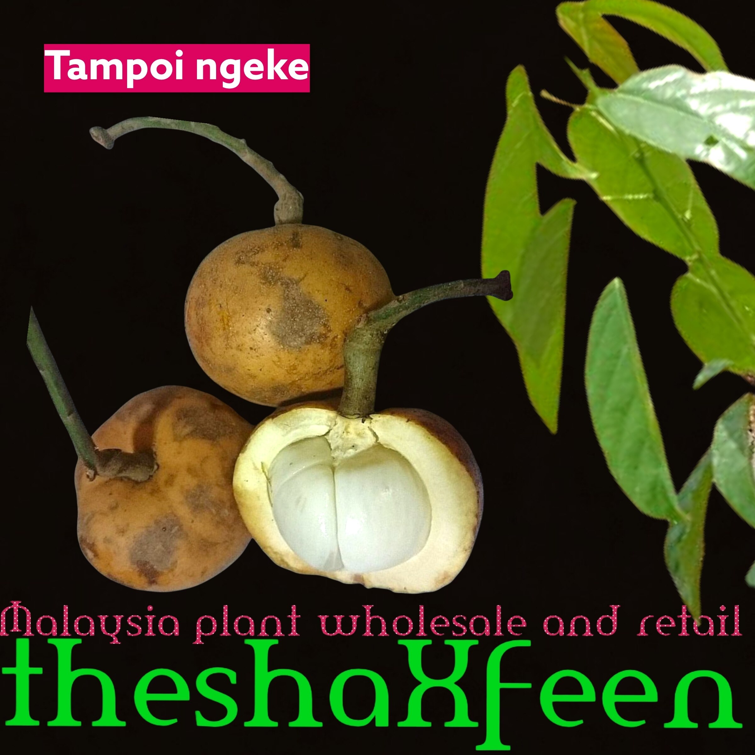 Pokok tampoi ngeke theshaxfeen | Lazada