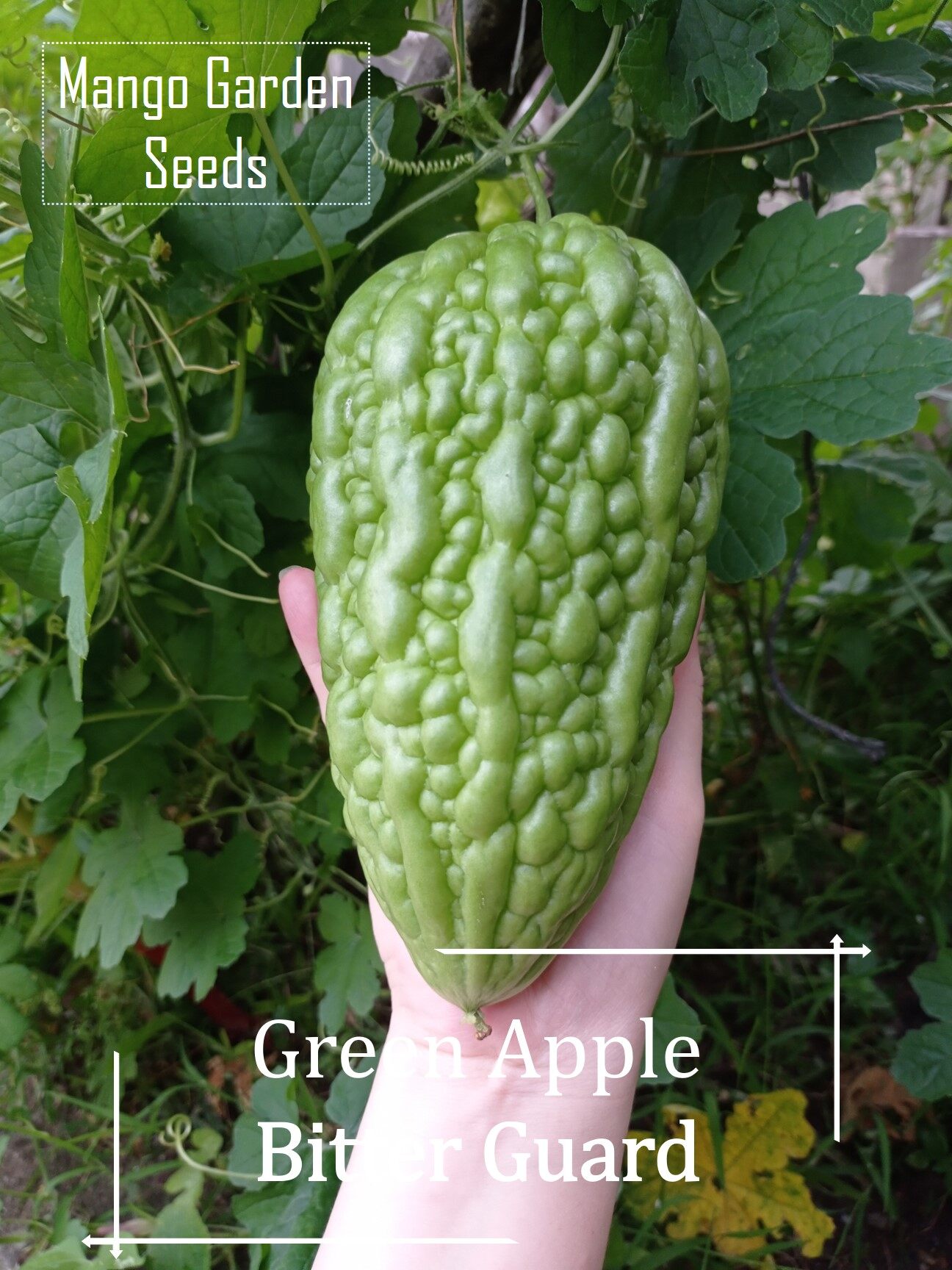 *Rare* Green Apple Bitter Gourd seeds - 3 seed *Pot Friendly* Peria ...