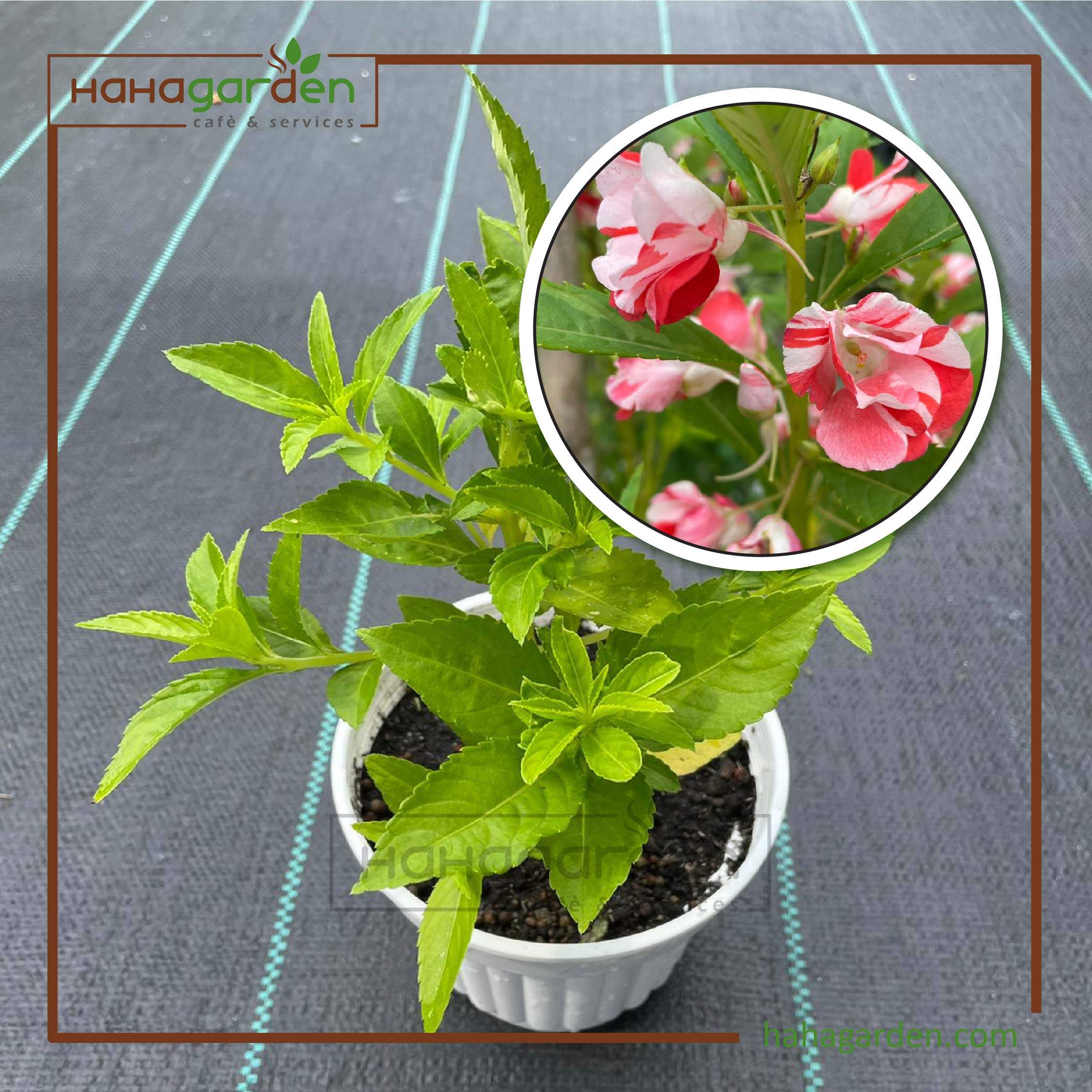 Anak Pokok Keembung/ Garden Balsam/ Impatients Balsamina (LIVE PLANT ...