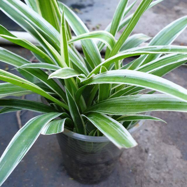 Pokok Spider Plants @ Pokok Labah-Labah (A few plants in a Cup dan pasu ...