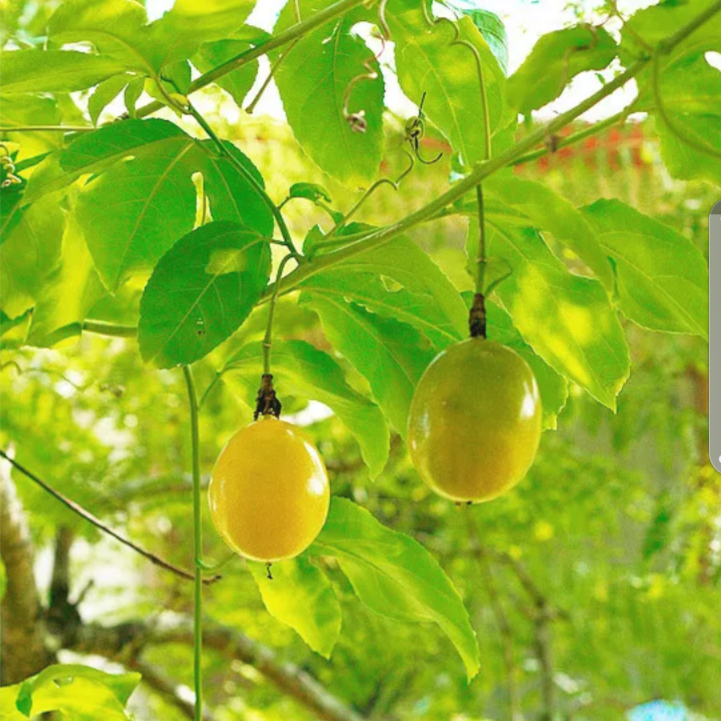 Passion Fruit sapling / Anak Pokok Markisa (Live Plant) ( GOLDEN YELLOW ...