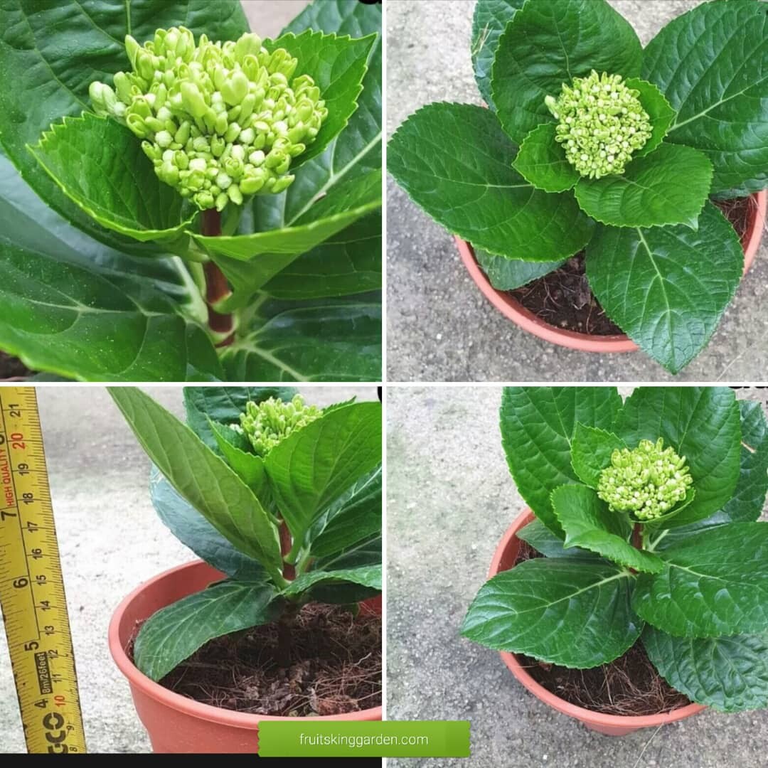 Anak Pokok (Ada Bunga) Hydrangea / Bunga Tiga Bulan | Lazada