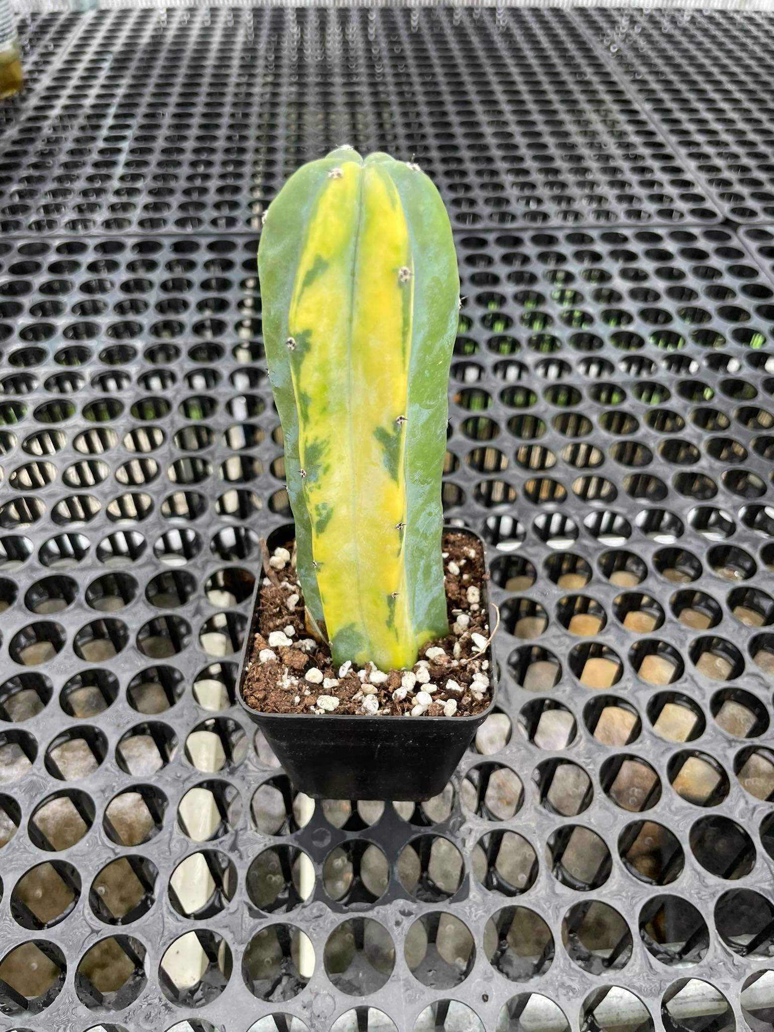 Variegated Cactus Import Succulents & Cacti Home & Living Outdoor ...