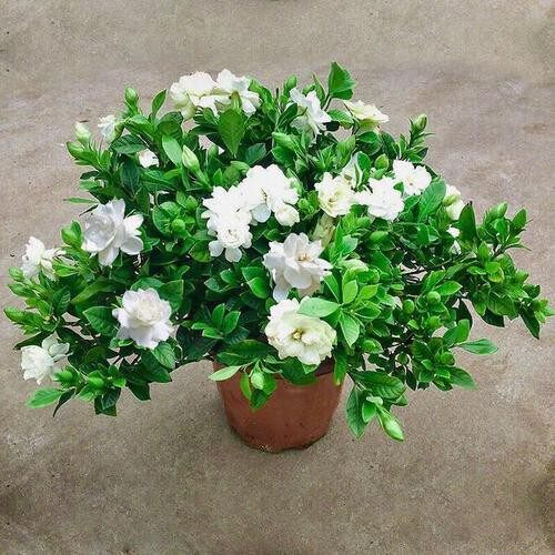 50 buto ng jasmine / buto ng halaman ng mga ornamental flower | Lazada PH