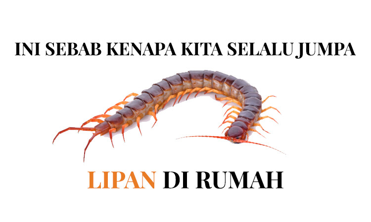 Lipan Rumah