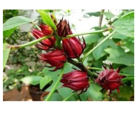 (It's a seed, not a plant!) Roselle Hibiscus Flower Ribena Biji Benih ...