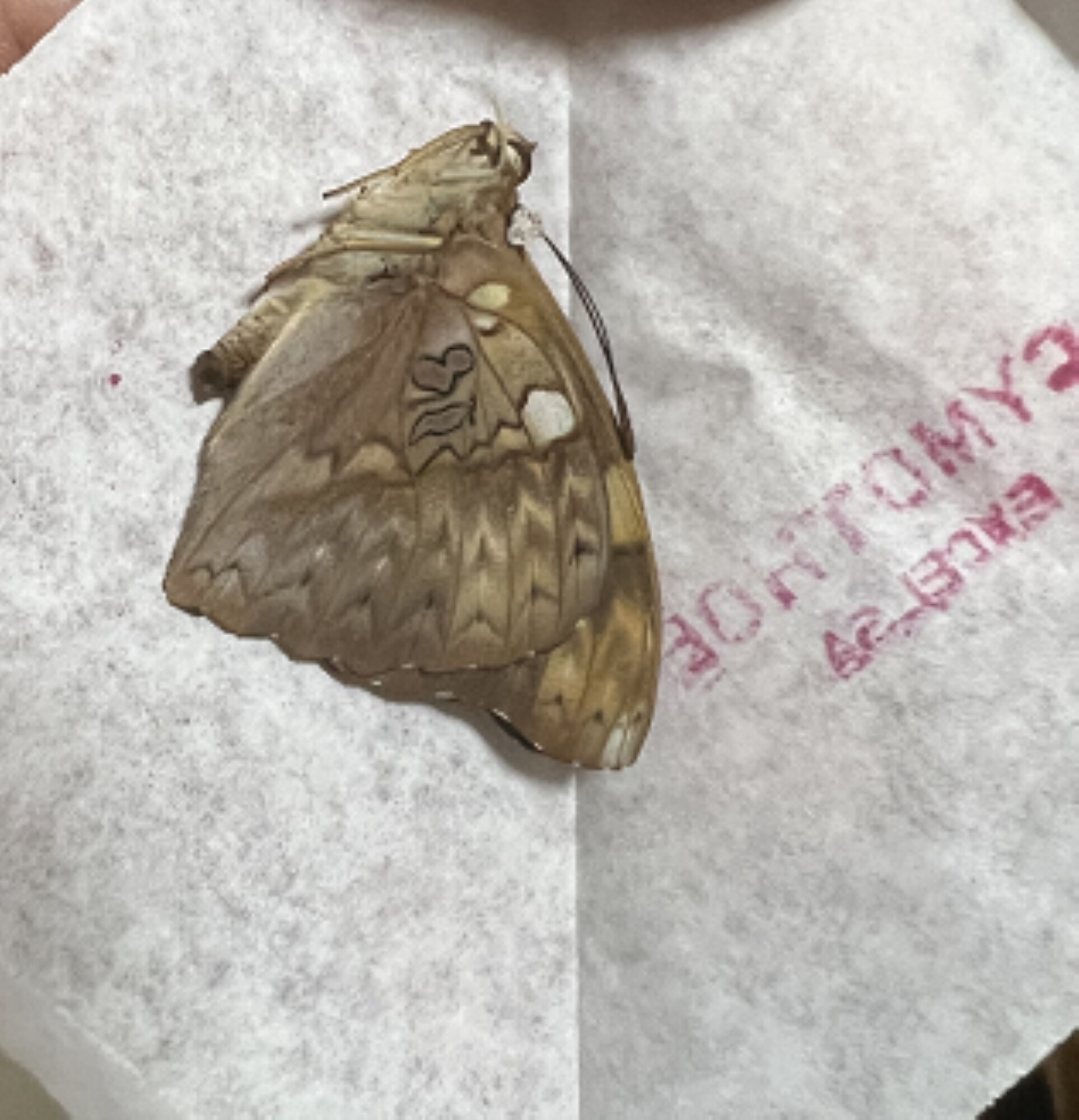 butterfly Cymothoe excelsa dried original specimen real | Lazada PH