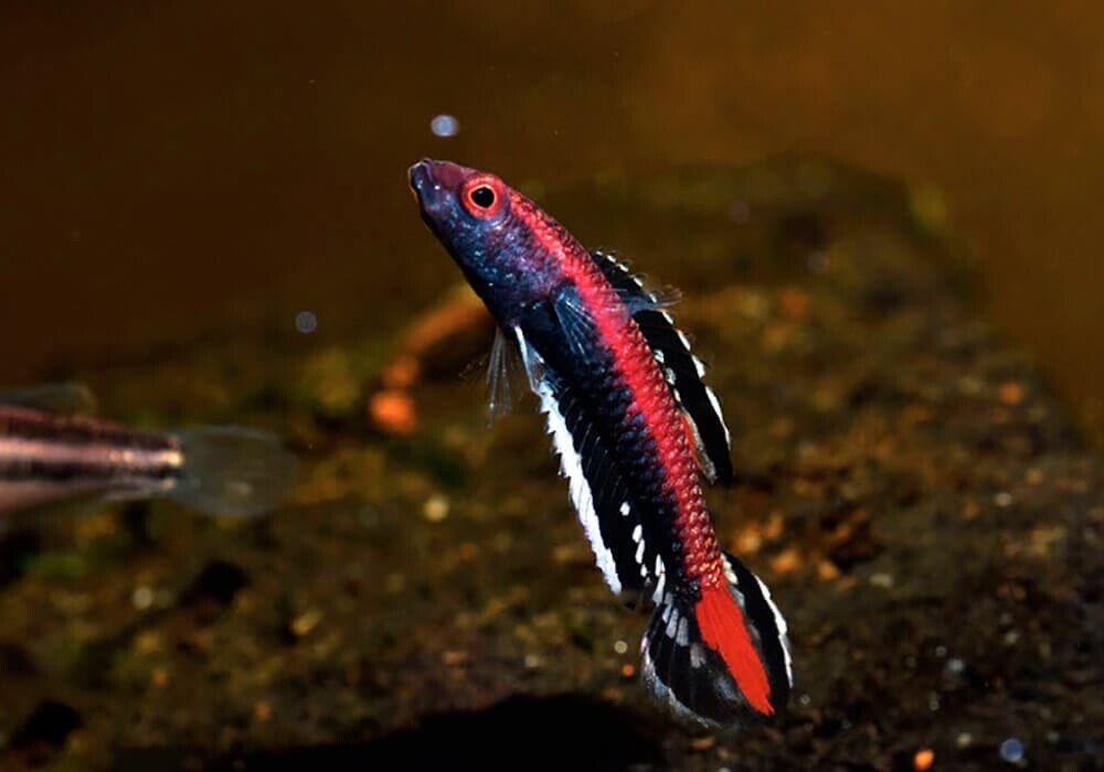 (Pair) Parosphromenus Ornaticauda | Paros | wild Betta | Gourami | Lazada