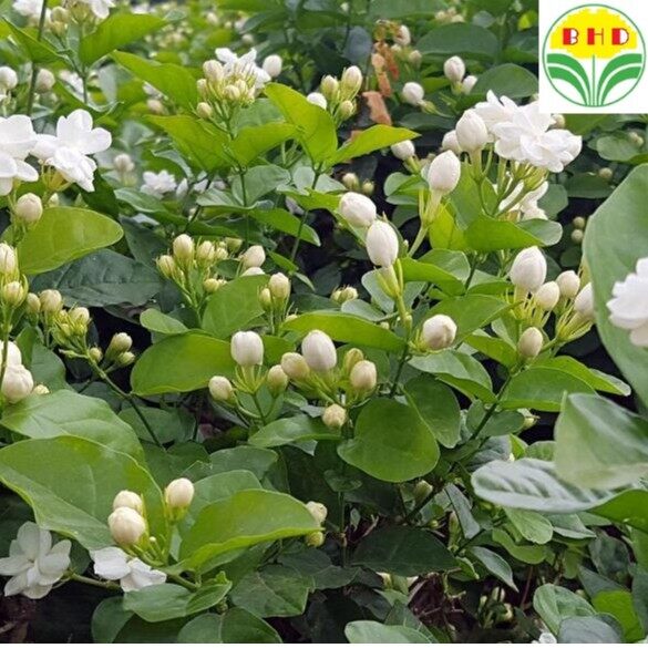 Malaysia Stock Real Plants Fragrant Jasmine Plant Jasminum Sambac ...