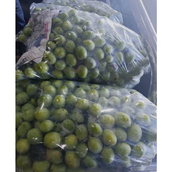 buah setar putik/buah kundang muda | Lazada