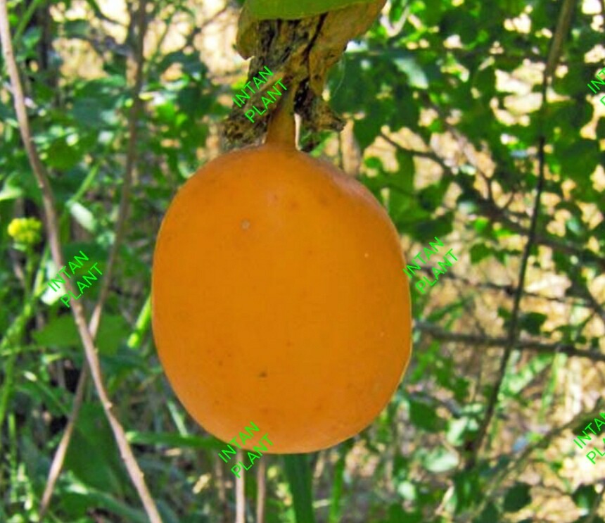 OWN FARM ANAK POKOK MARKISA MADU LILIKOI KUNING EMAS / GOLDEN HONEY ...