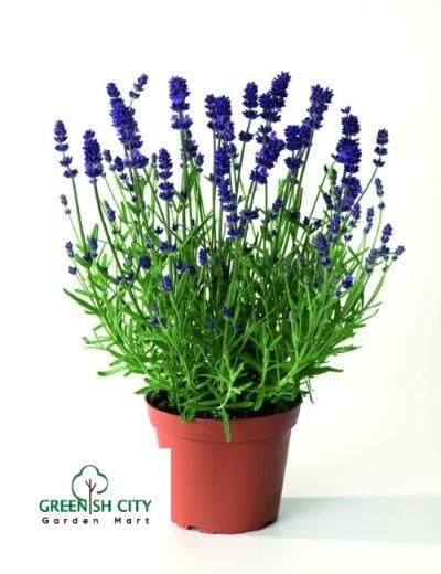 GNC Lavender Plant Live Herb Live Plant Pokok Herba Hidup Lavendar ...