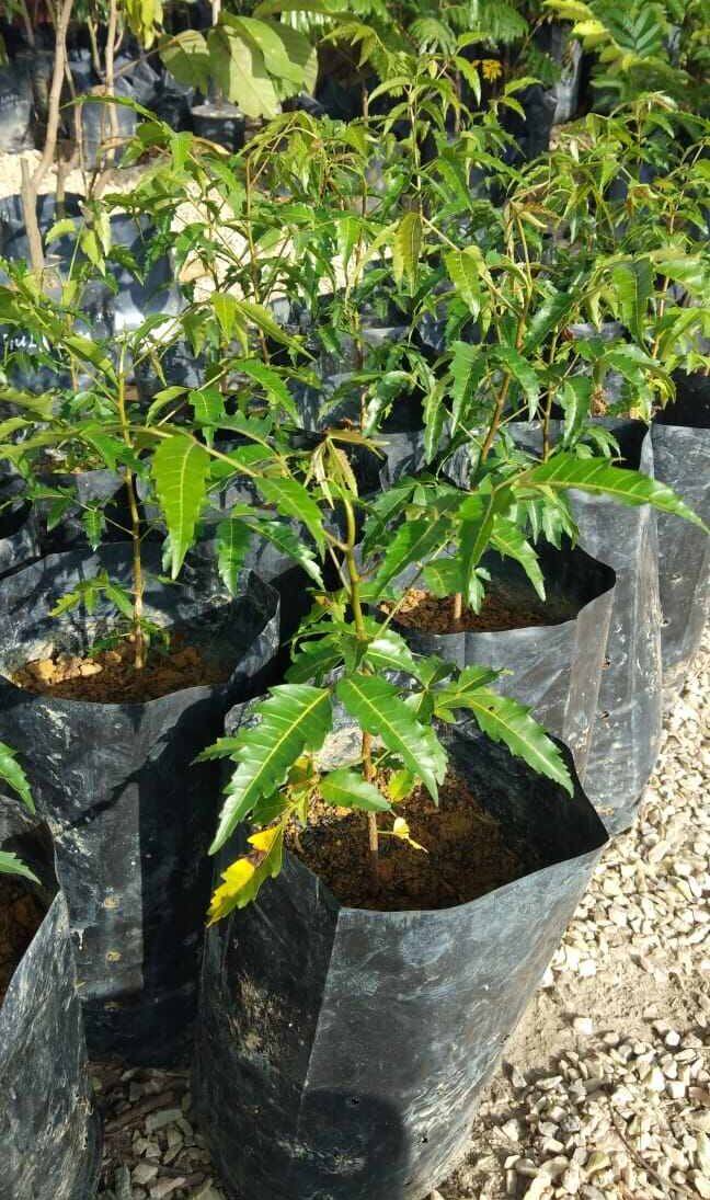 POKOK SEMAMBU | Lazada