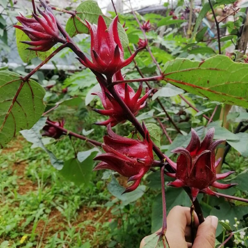 Seeds Roselle Hibiscus Flower 洛神花红宝石种子 Biji Benih Bunga Roselle Rozel ...