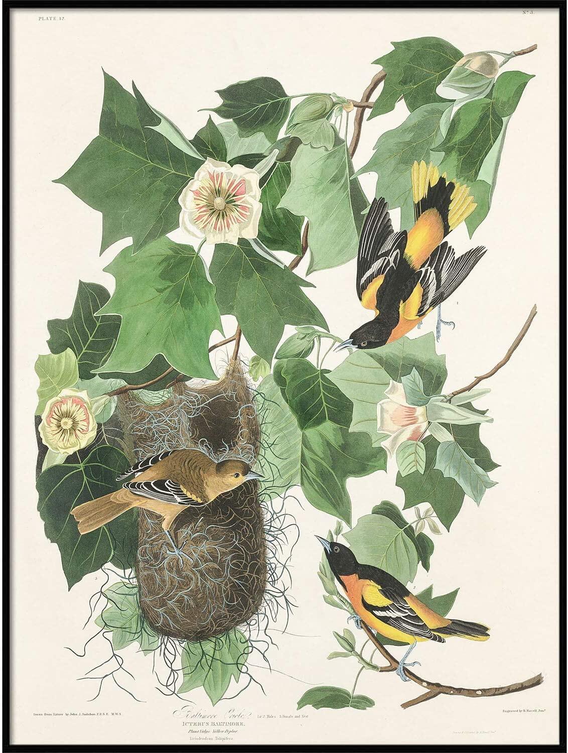 Baltimore Oriole Print Antique Bird Painting Vintage Drawing Poster ...