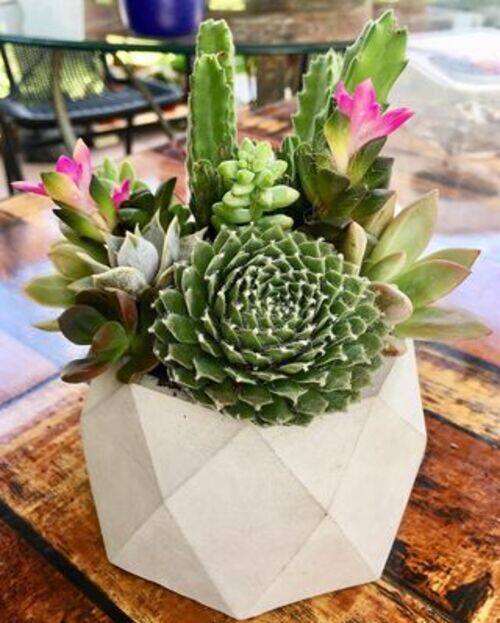 (MCSG PREMIUM) MINI CACTI SUCCULENTS GARDEN ARRANGEMENT REAL LIFE ...
