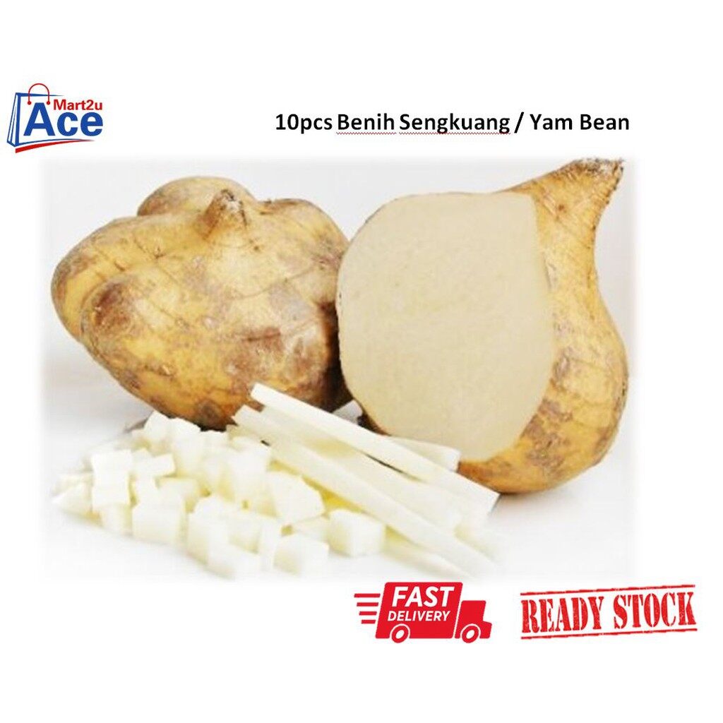 .RS. 10biji Benih Sengkuang sedap dan besar (icama/jicama/yam bean ...